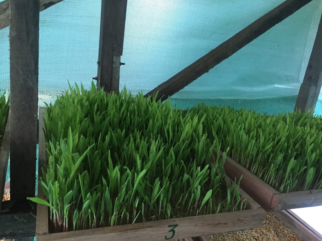 Hydroponics Maize Fodder - Carlep Carlep